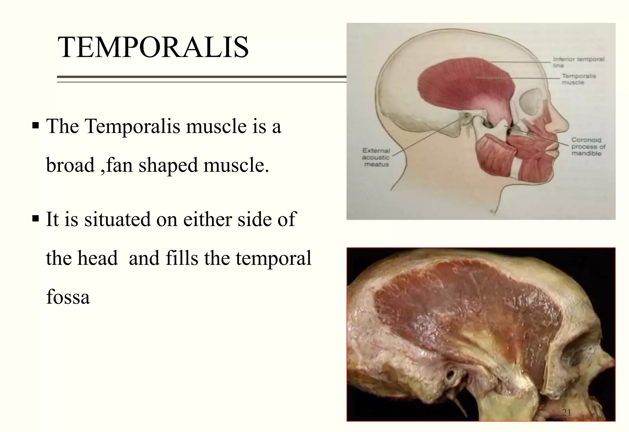 Muscles of mastication and facial expression. | PPTX