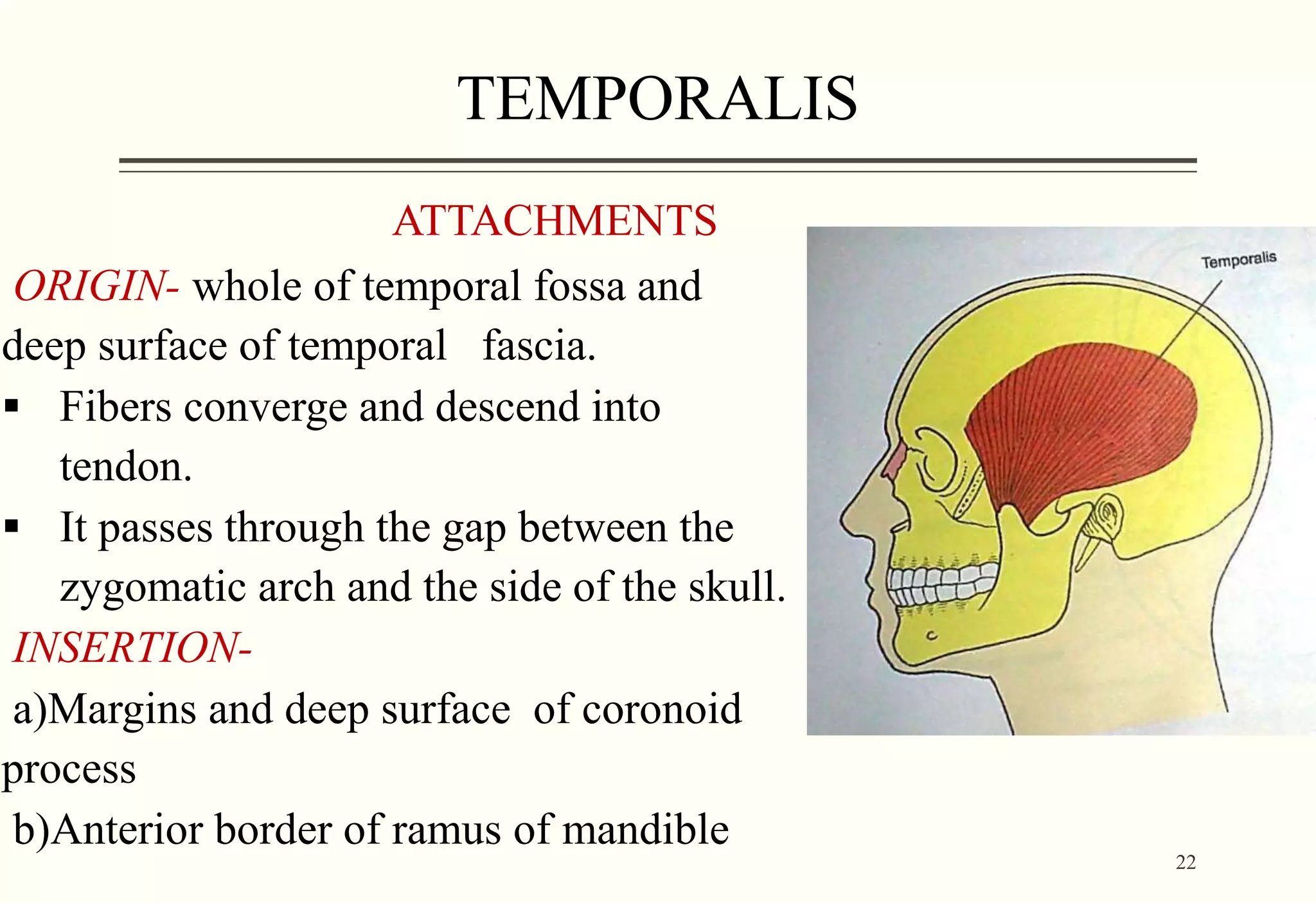 Muscles of mastication and facial expression. | PPTX