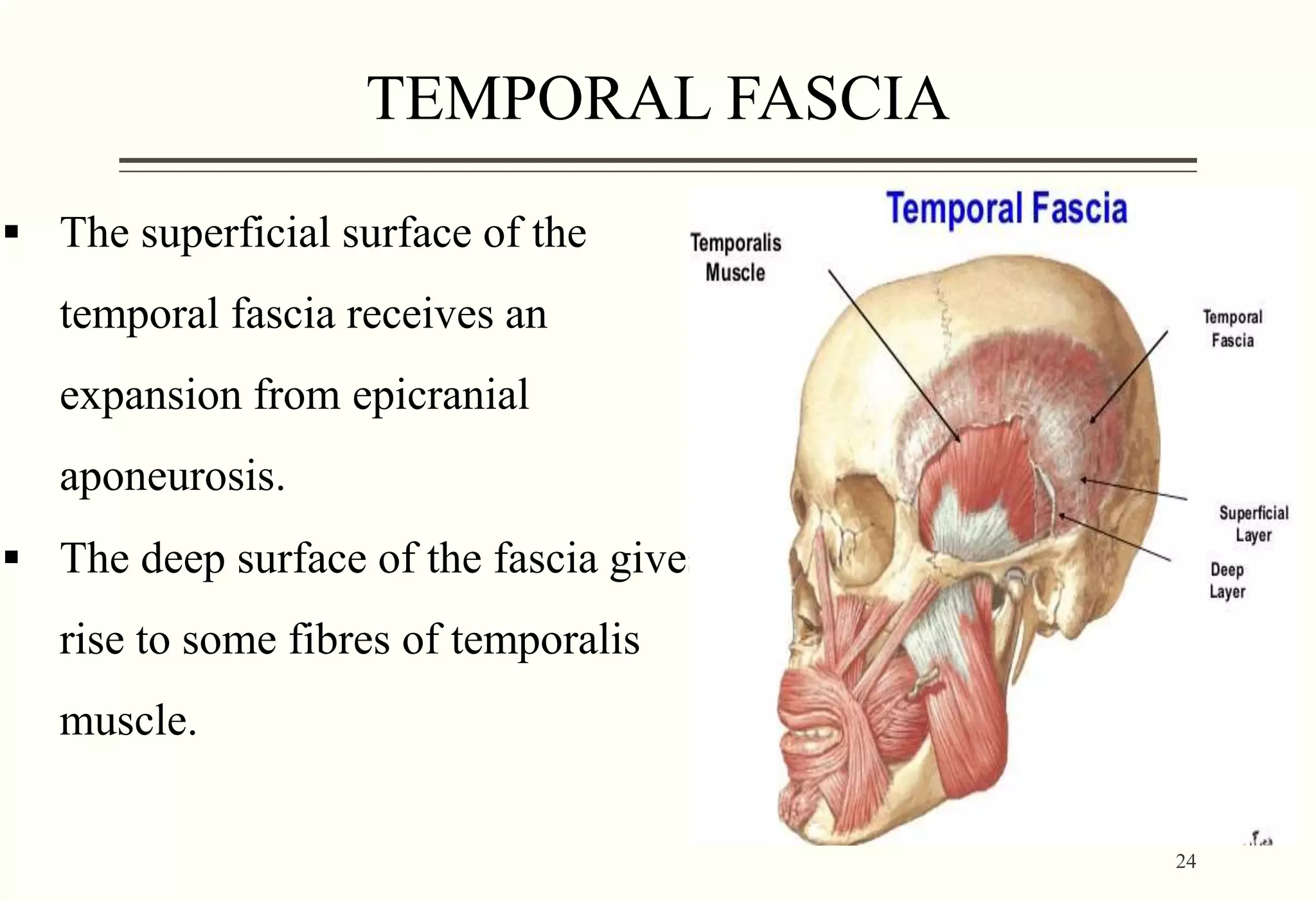 Muscles of mastication and facial expression. | PPTX