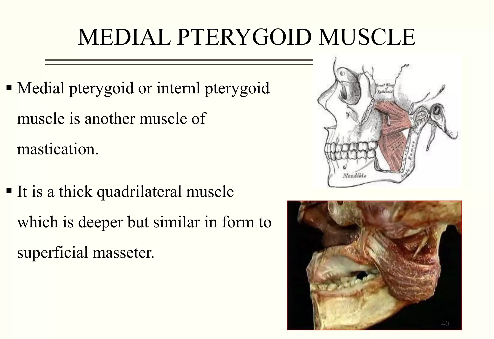Muscles of mastication and facial expression. | PPTX