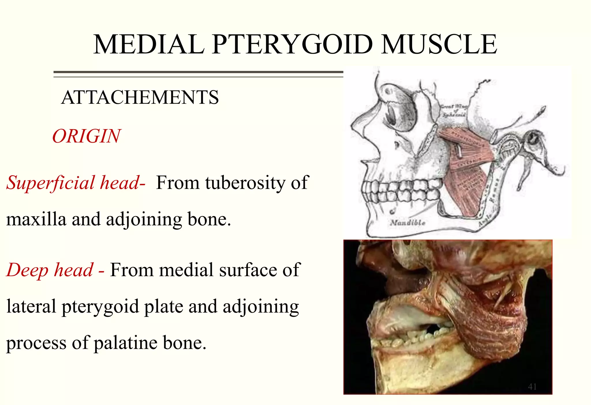 Muscles of mastication and facial expression. | PPTX