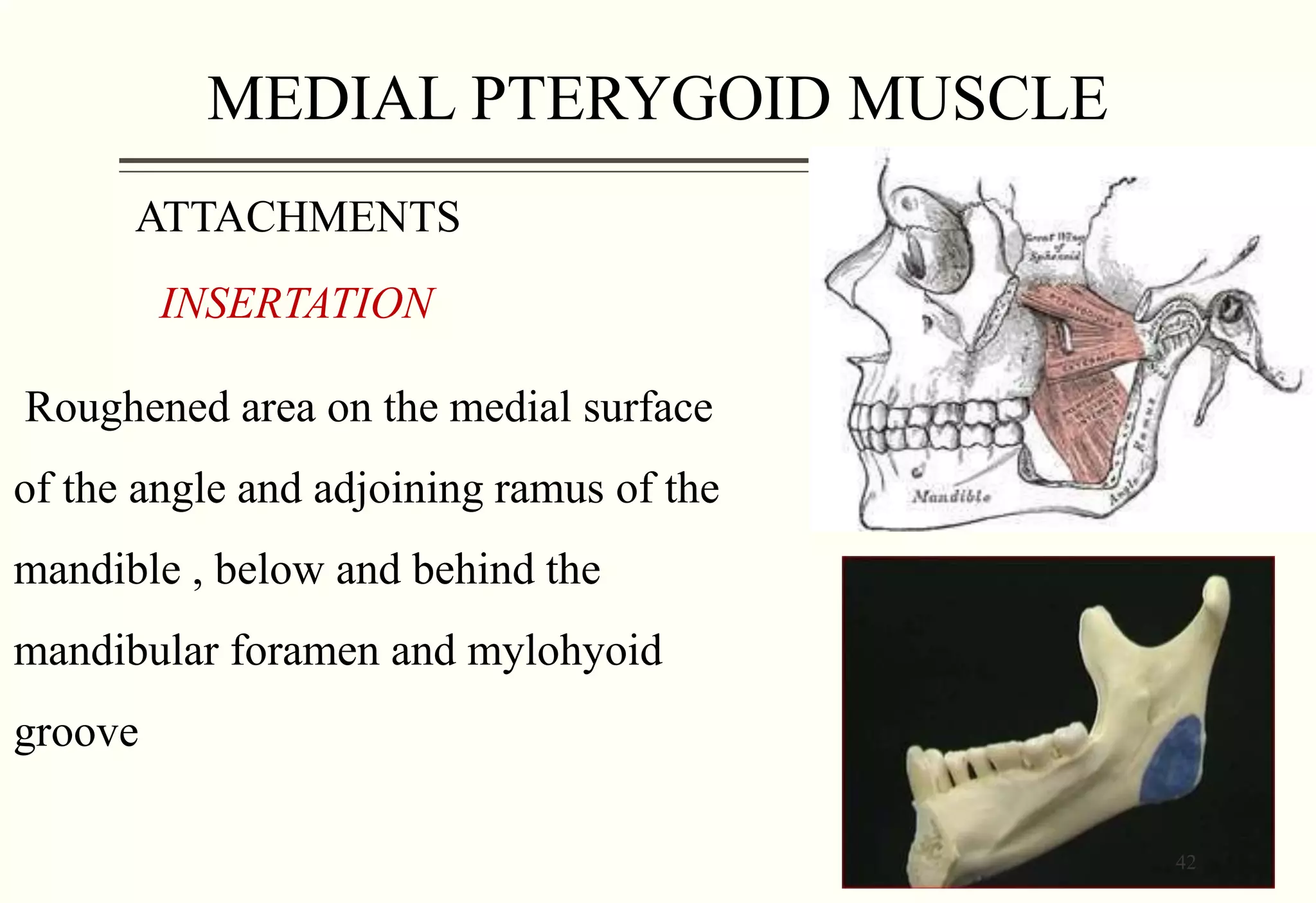 Muscles of mastication and facial expression. | PPTX