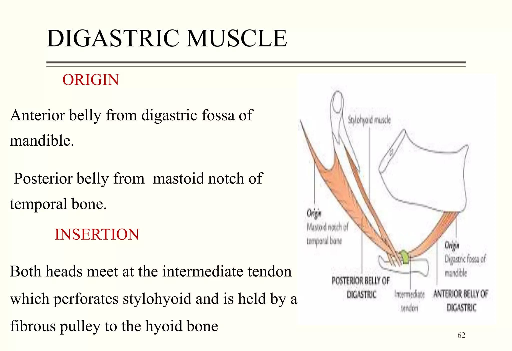 Muscles of mastication and facial expression. | PPTX