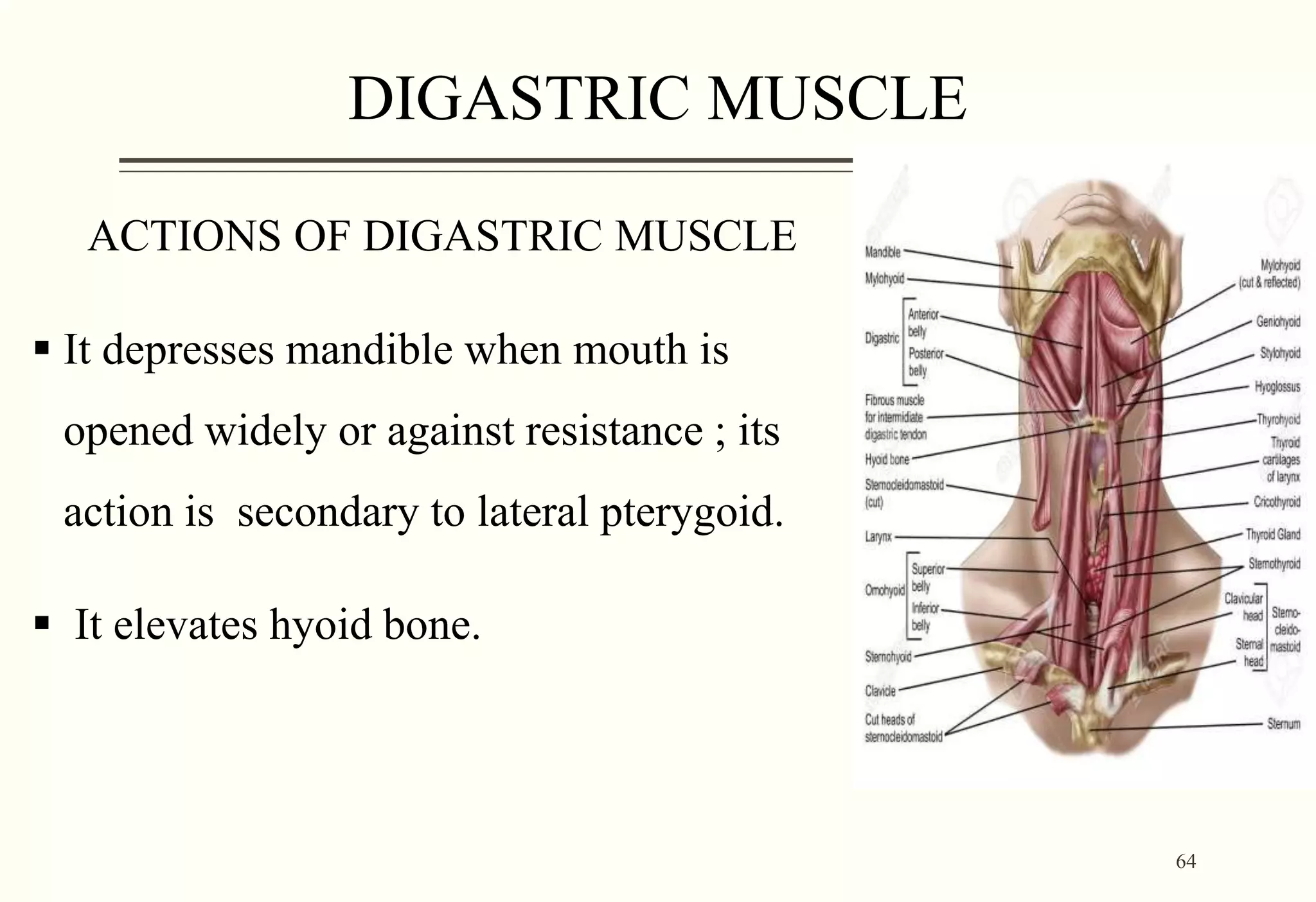 Muscles of mastication and facial expression. | PPTX