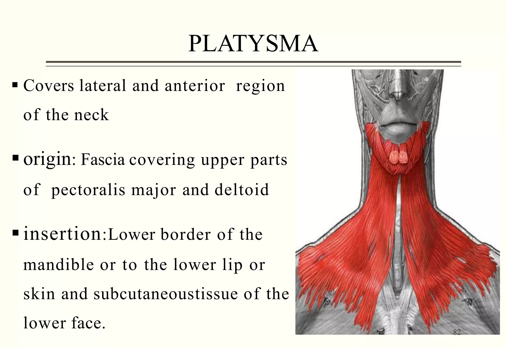 Muscles of mastication and facial expression. | PPTX