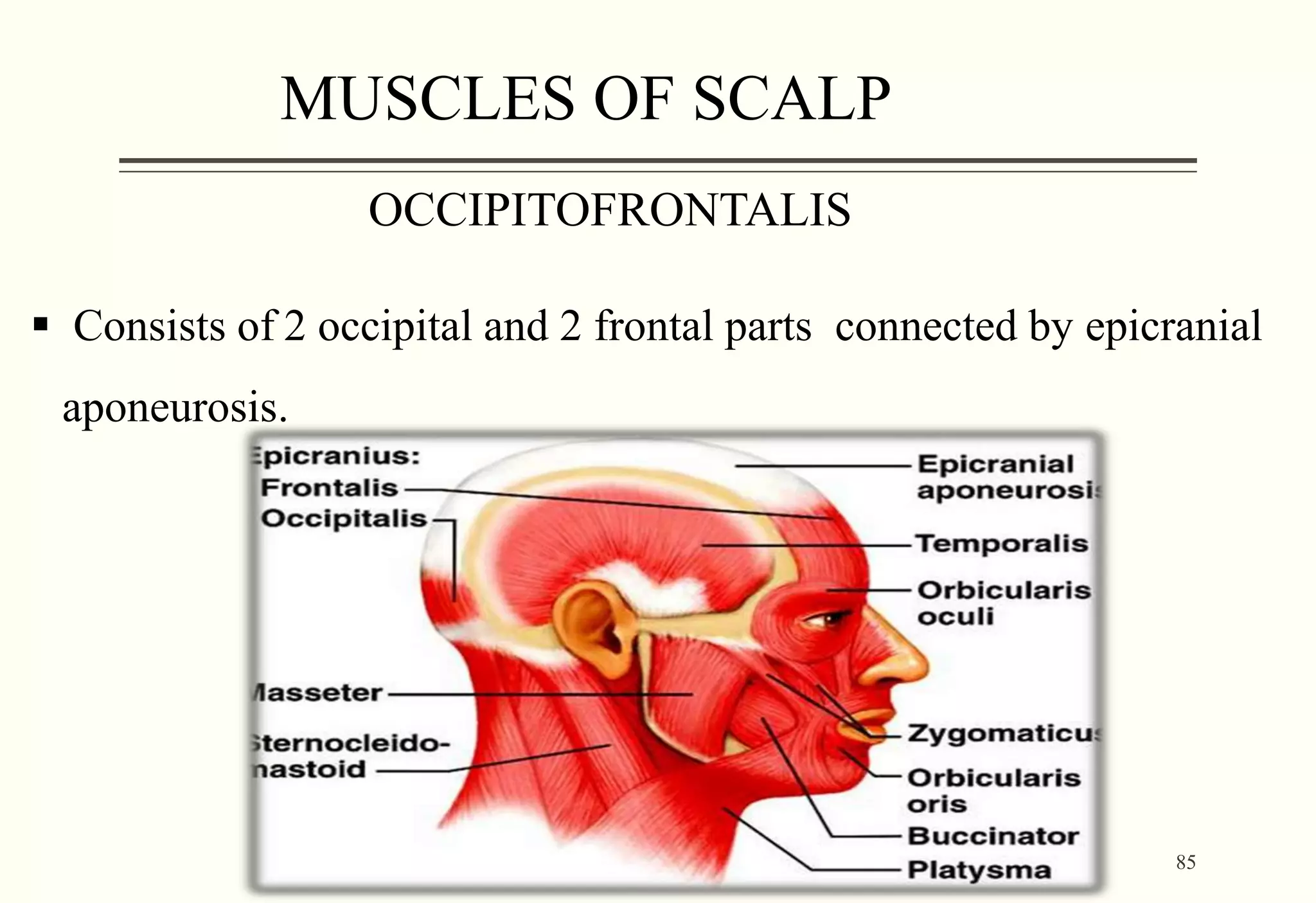 Muscles of mastication and facial expression. | PPTX