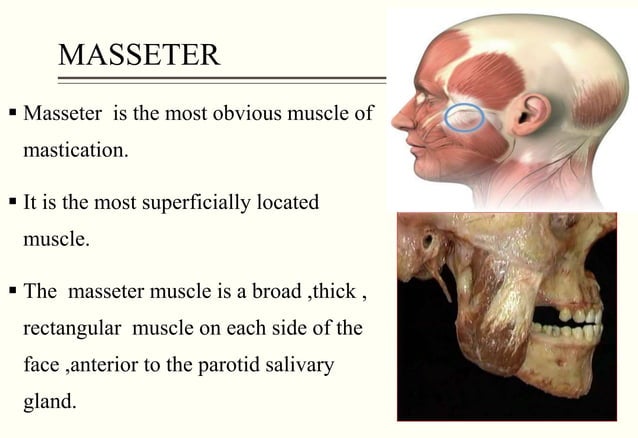 Muscles of mastication and facial expression. | PPTX | Dental Health ...