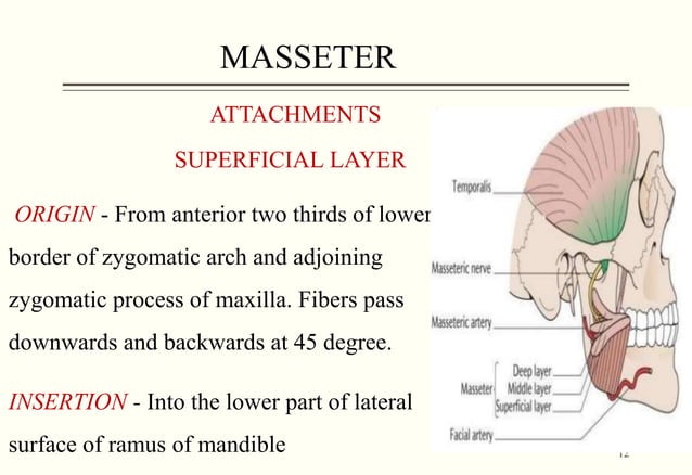 Muscles of mastication and facial expression. | PPTX | Dental Health ...