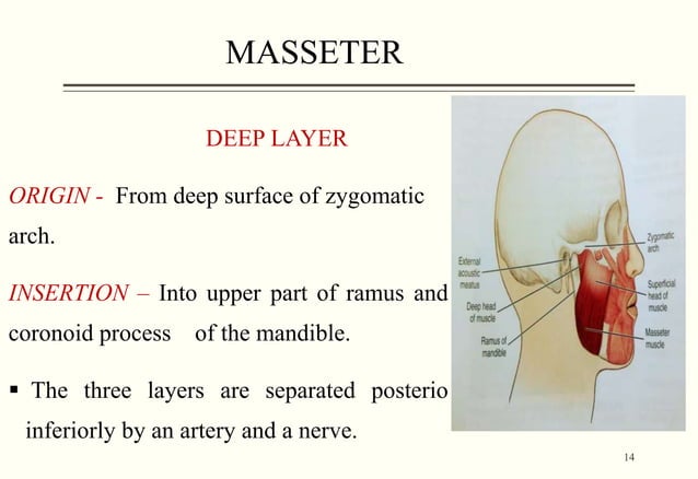 Muscles of mastication and facial expression. | PPTX | Dental Health ...