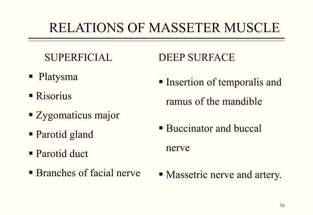 Muscles of mastication and facial expression. | PPTX | Dental Health ...