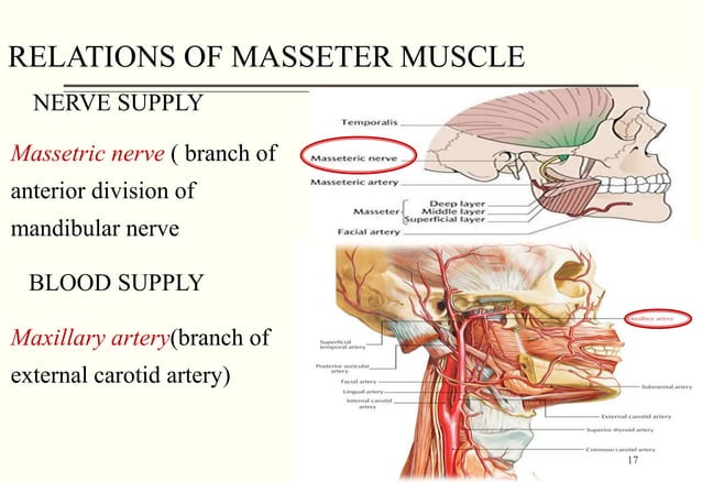 Muscles of mastication and facial expression. | PPTX | Dental Health ...