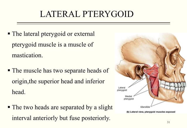 Muscles of mastication and facial expression. | PPTX | Dental Health ...