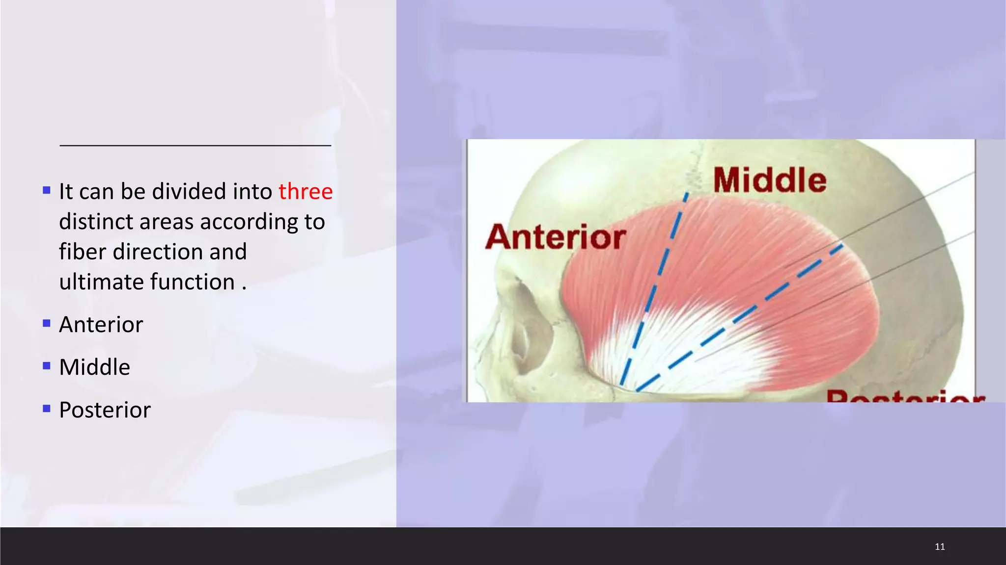Muscles of mastication and its importance in complete | PPT