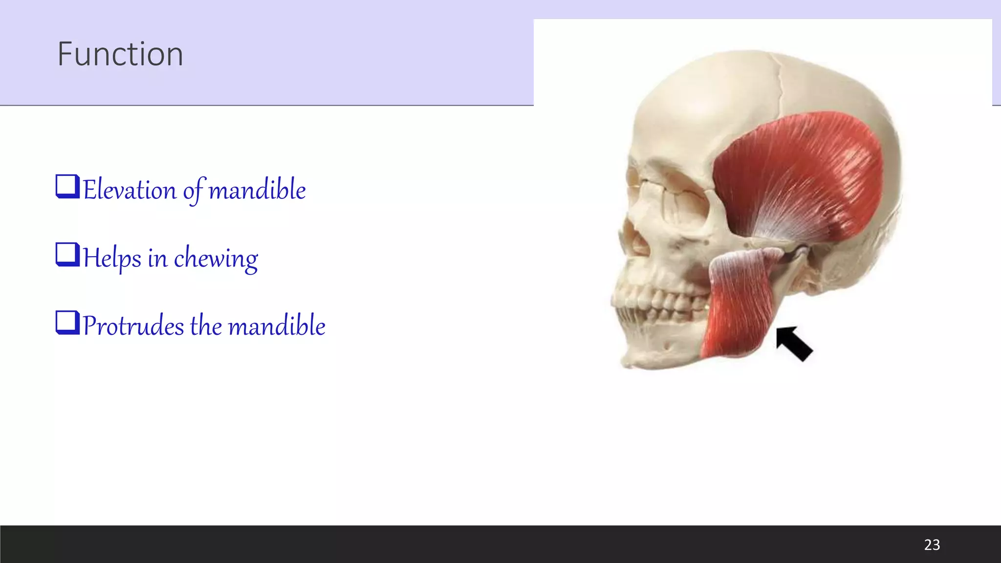 Muscles of mastication and its importance in complete | PPT