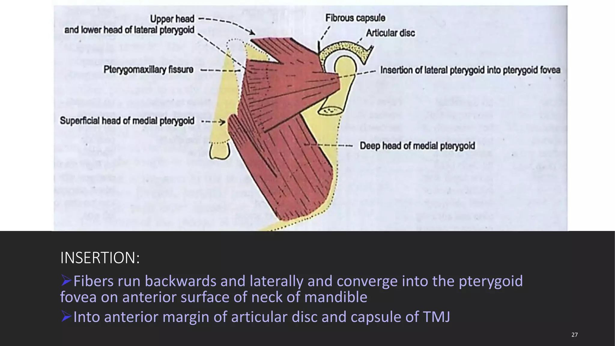 Muscles of mastication and its importance in complete | PPT