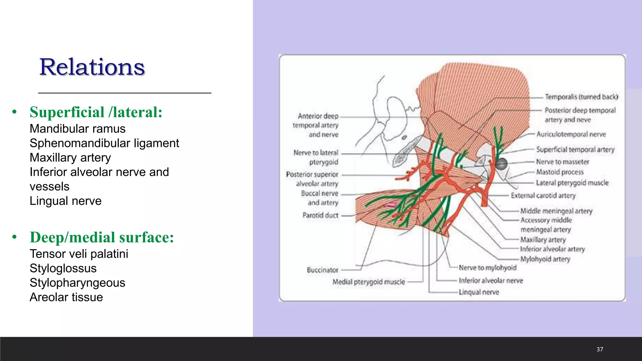 Muscles of mastication and its importance in complete | PPT