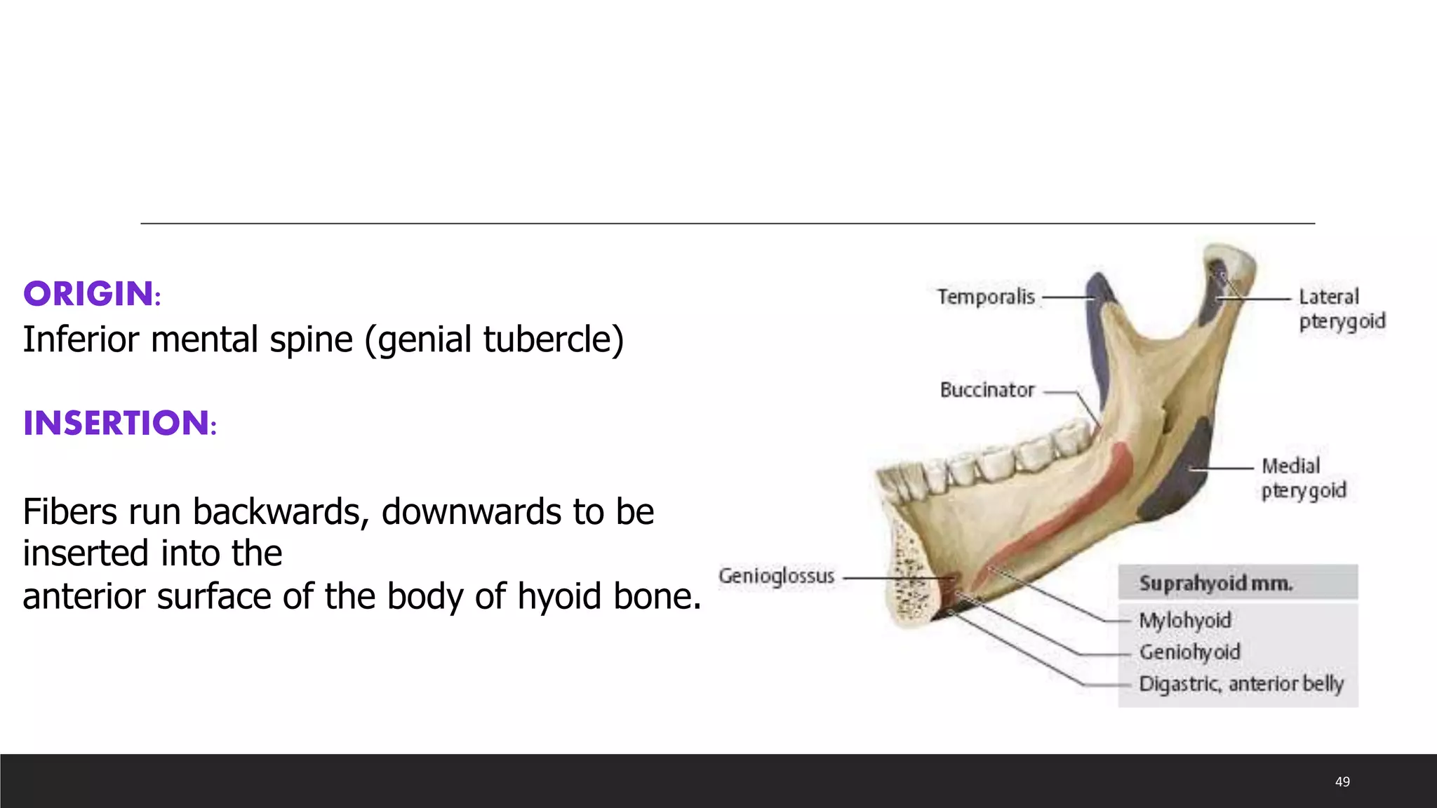 Muscles of mastication and its importance in complete | PPT