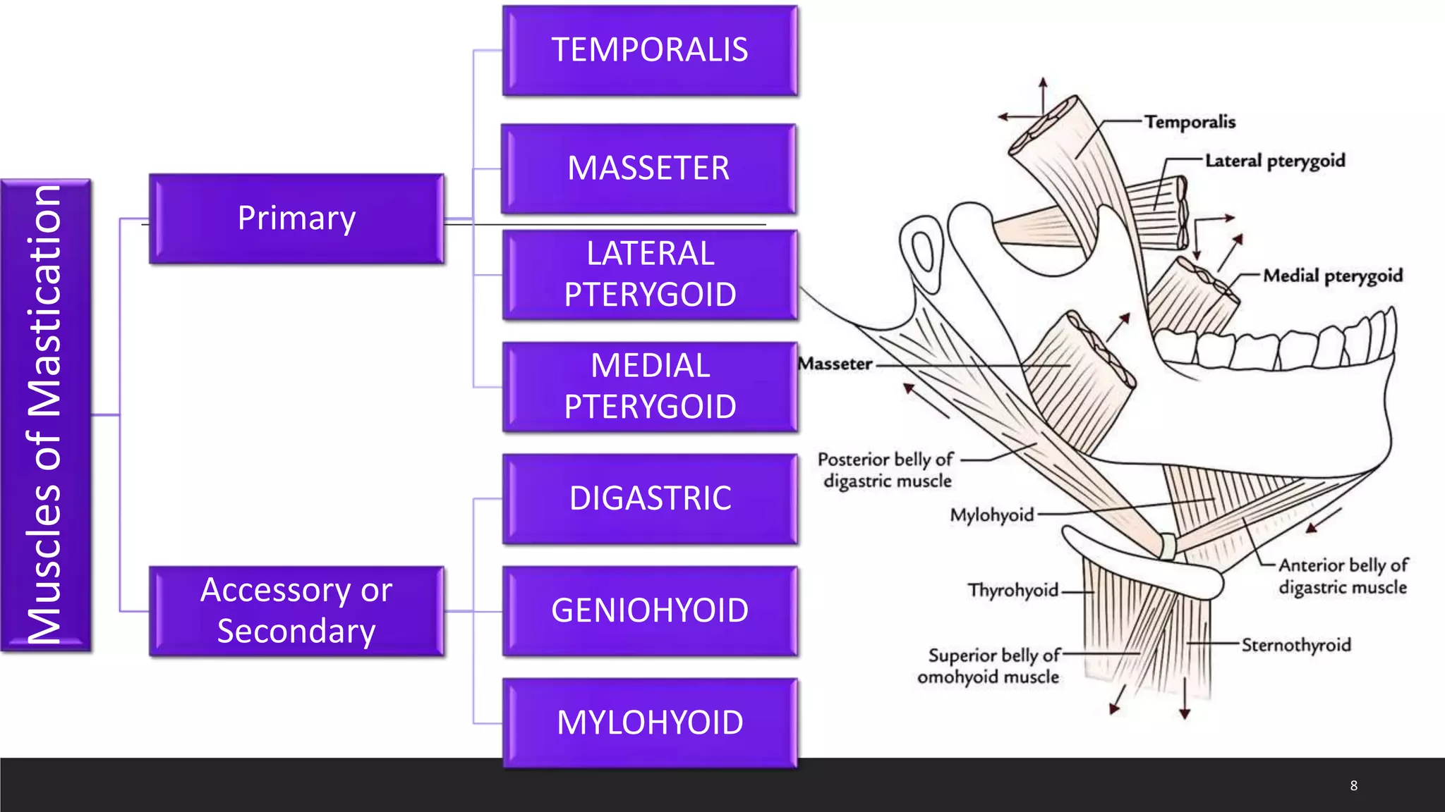 Muscles of mastication and its importance in complete | PPT