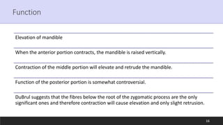 Muscles of mastication and its importance in complete | PPT