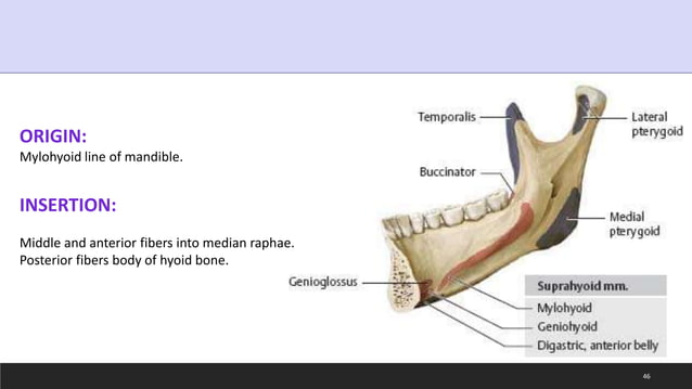 Muscles of mastication and its importance in complete | PPT