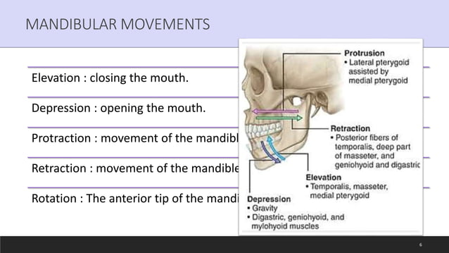 Muscles of mastication and its importance in complete | PPT