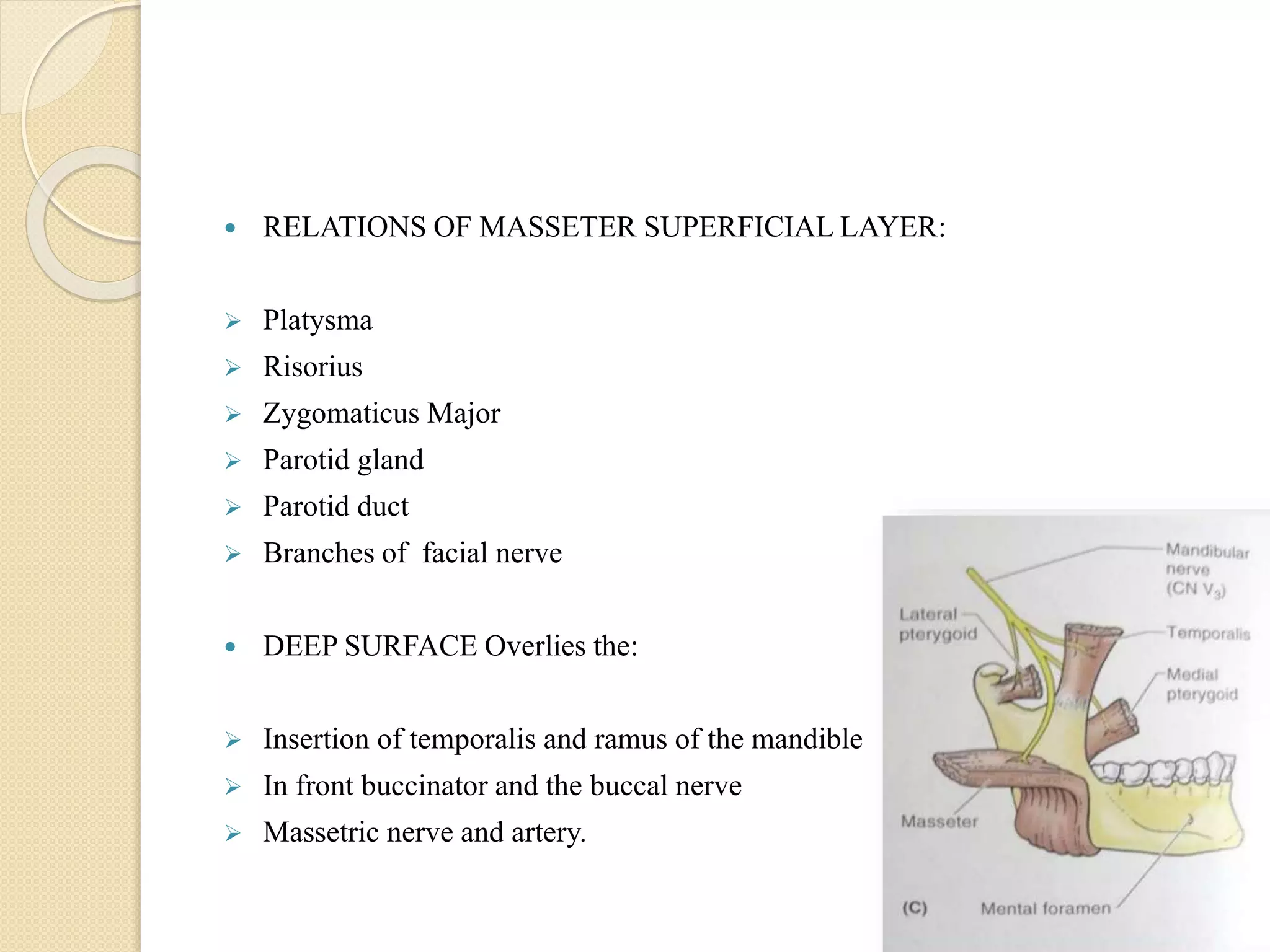 Muscles of mastication and its physiology | PPTX