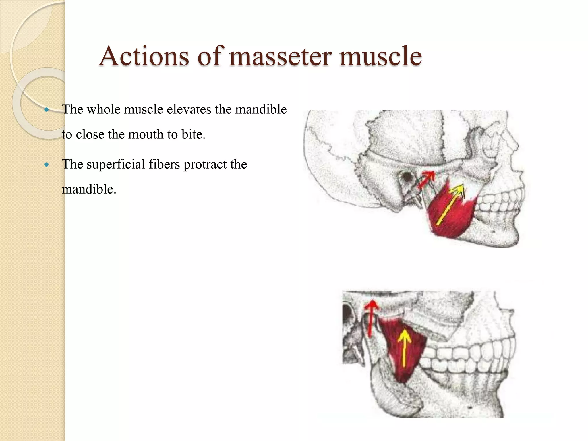 Muscles of mastication and its physiology | PPTX