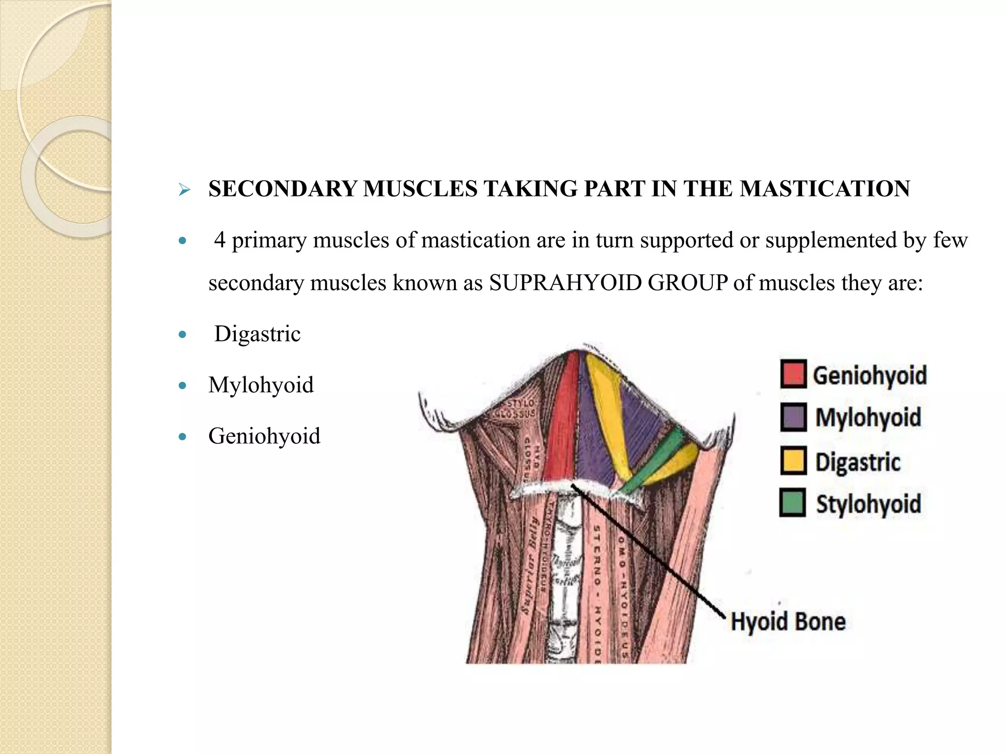 Muscles of mastication and its physiology | PPTX | Dental Health ...