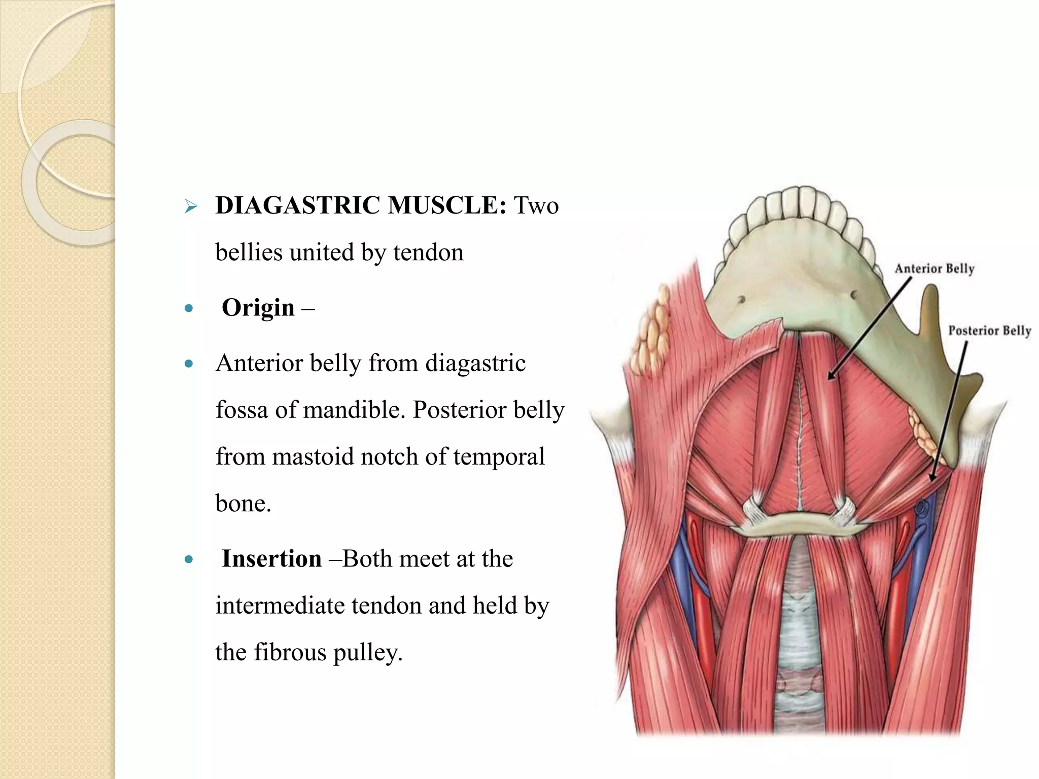 Muscles of mastication and its physiology | PPTX | Dental Health ...