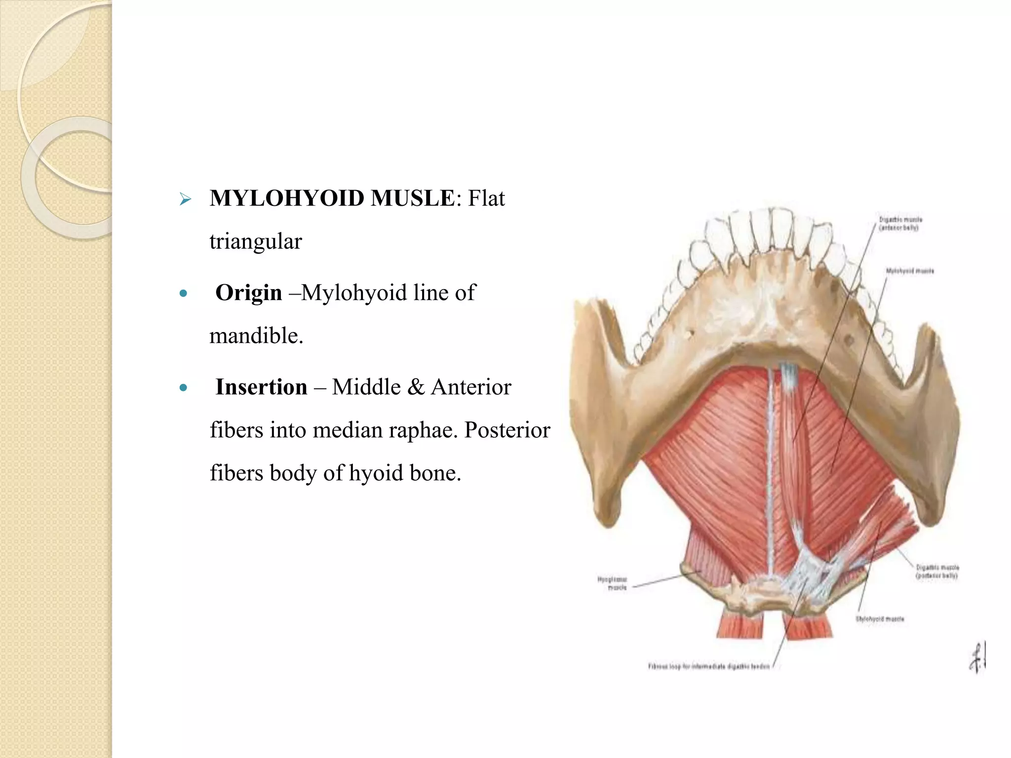 Muscles of mastication and its physiology | PPTX | Dental Health ...