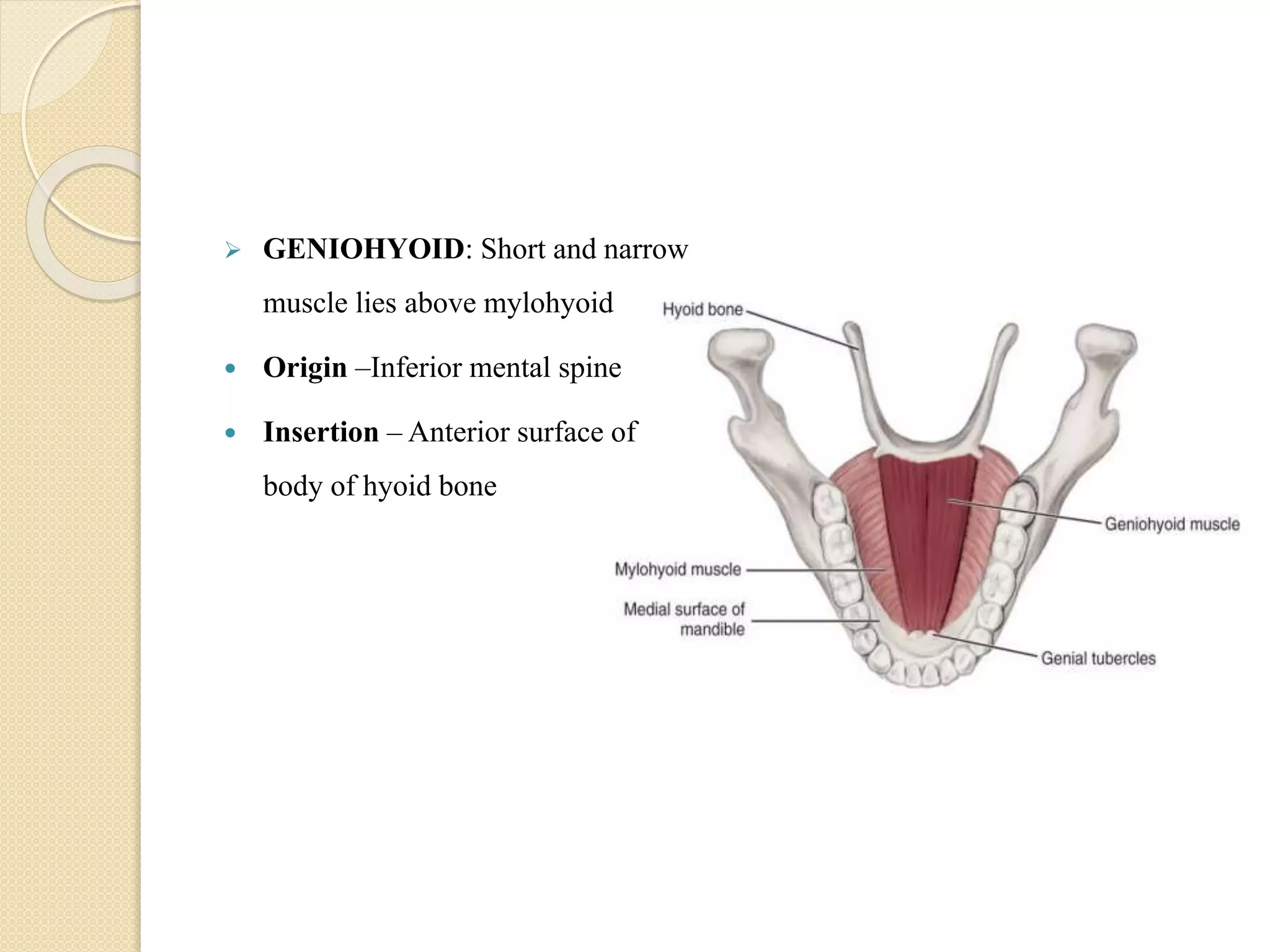 Muscles of mastication and its physiology | PPTX | Dental Health ...