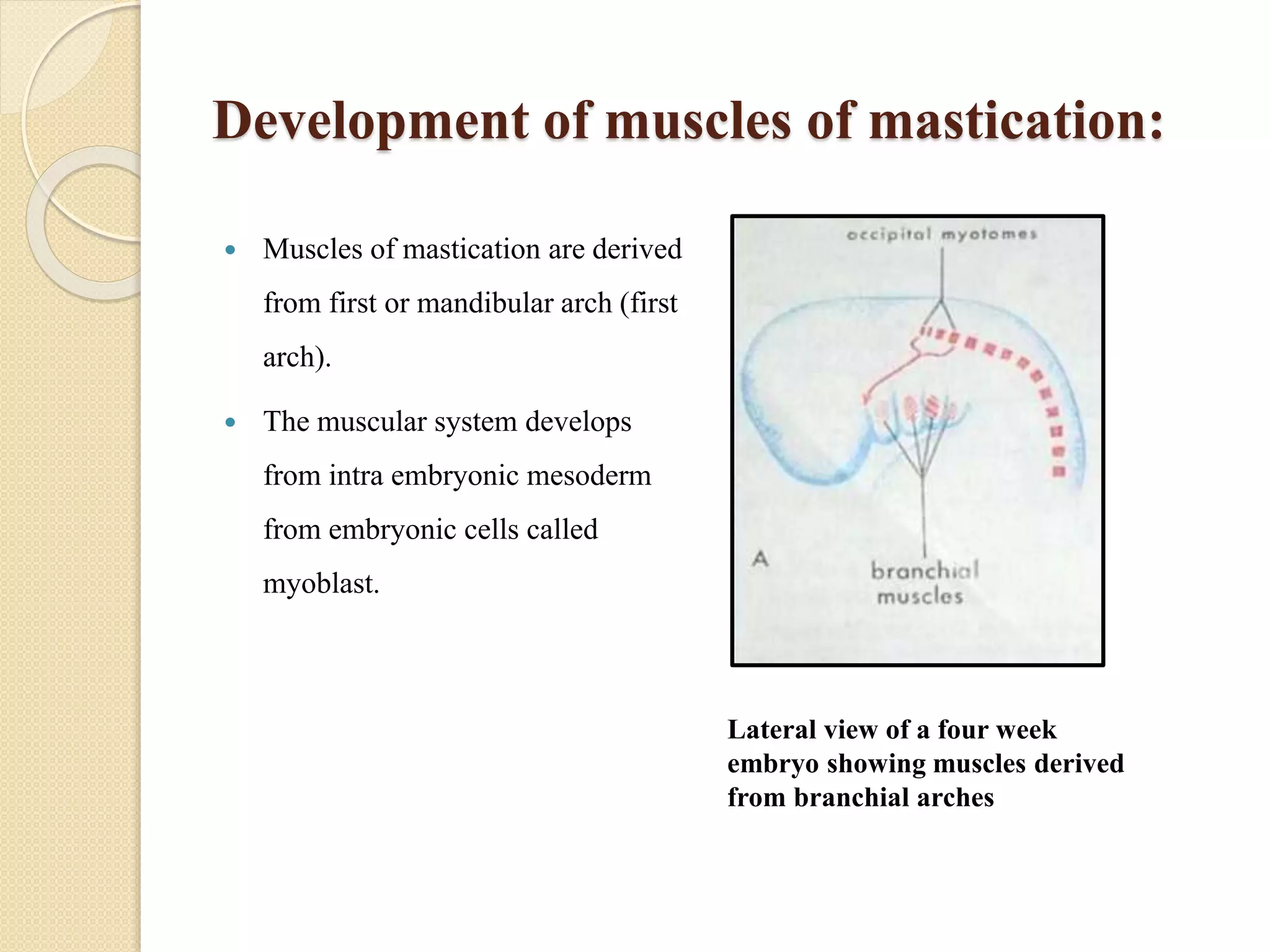 Muscles of mastication and its physiology | PPTX