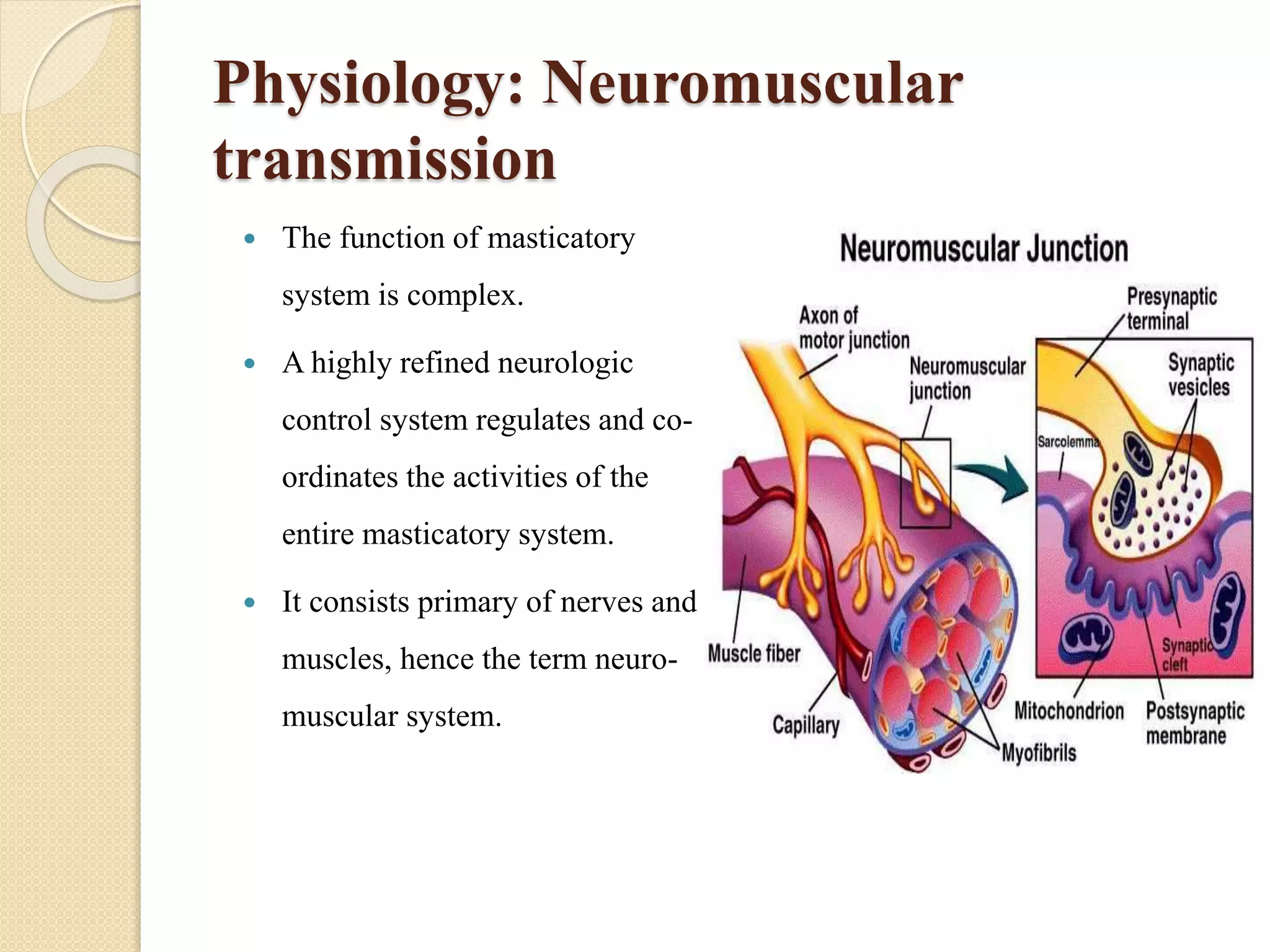Muscles of mastication and its physiology | PPTX