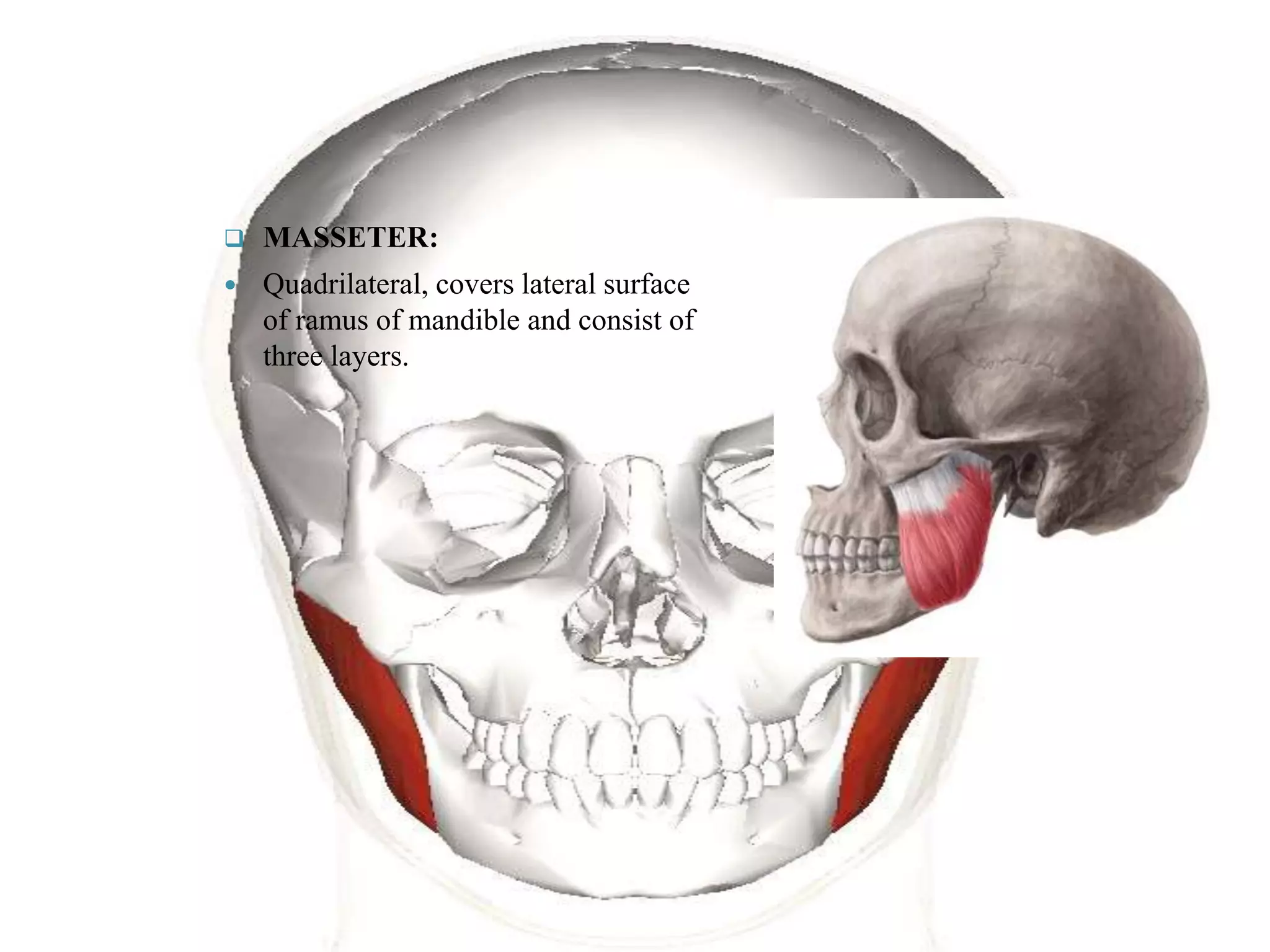 Muscles of mastication and its physiology | PPTX