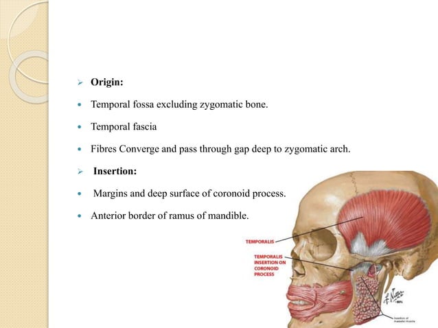 Muscles of mastication and its physiology | PPTX | Dental Health ...