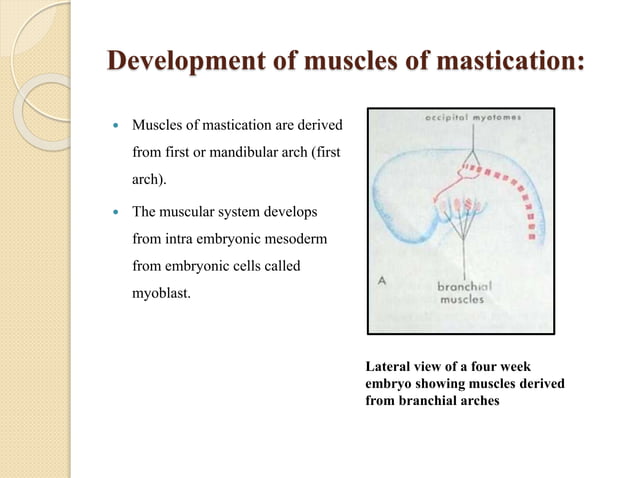 Muscles of mastication and its physiology | PPTX | Dental Health ...