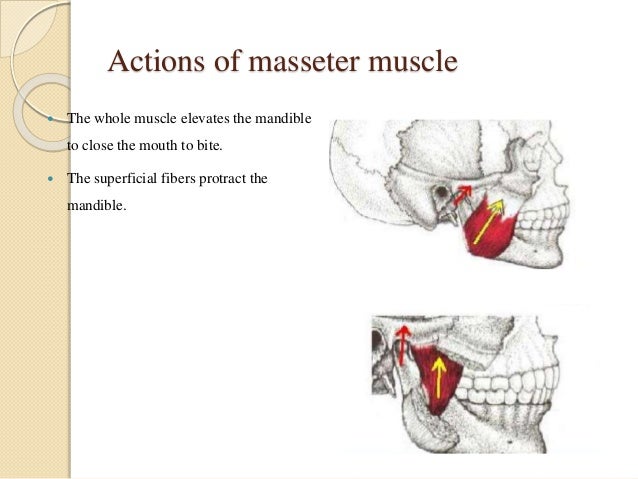 Muscles of mastication and its physiology