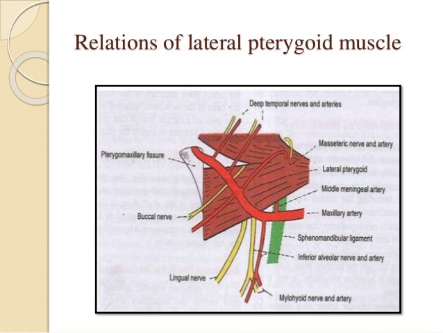 Sphenomandibular Ligament And Inferior Alveolar Nerve Anatomical