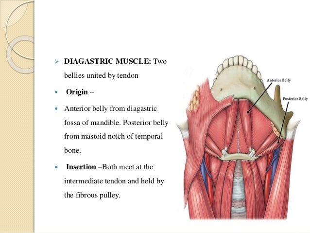 Muscles of mastication and its physiology