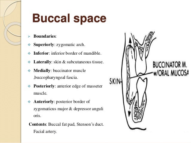Muscles of mastication and its physiology