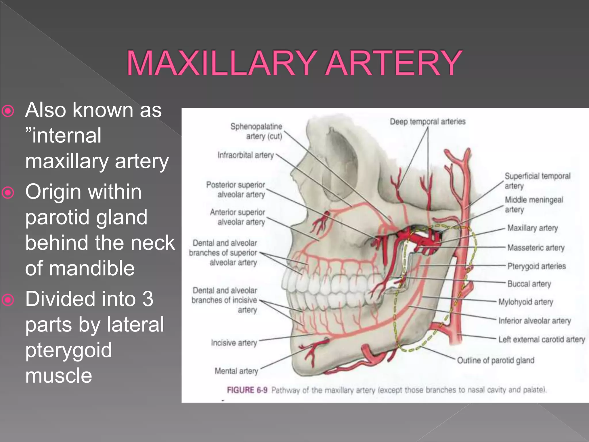 Muscles of mastication and maxillary artery | PPTX | Ear, Nose and ...