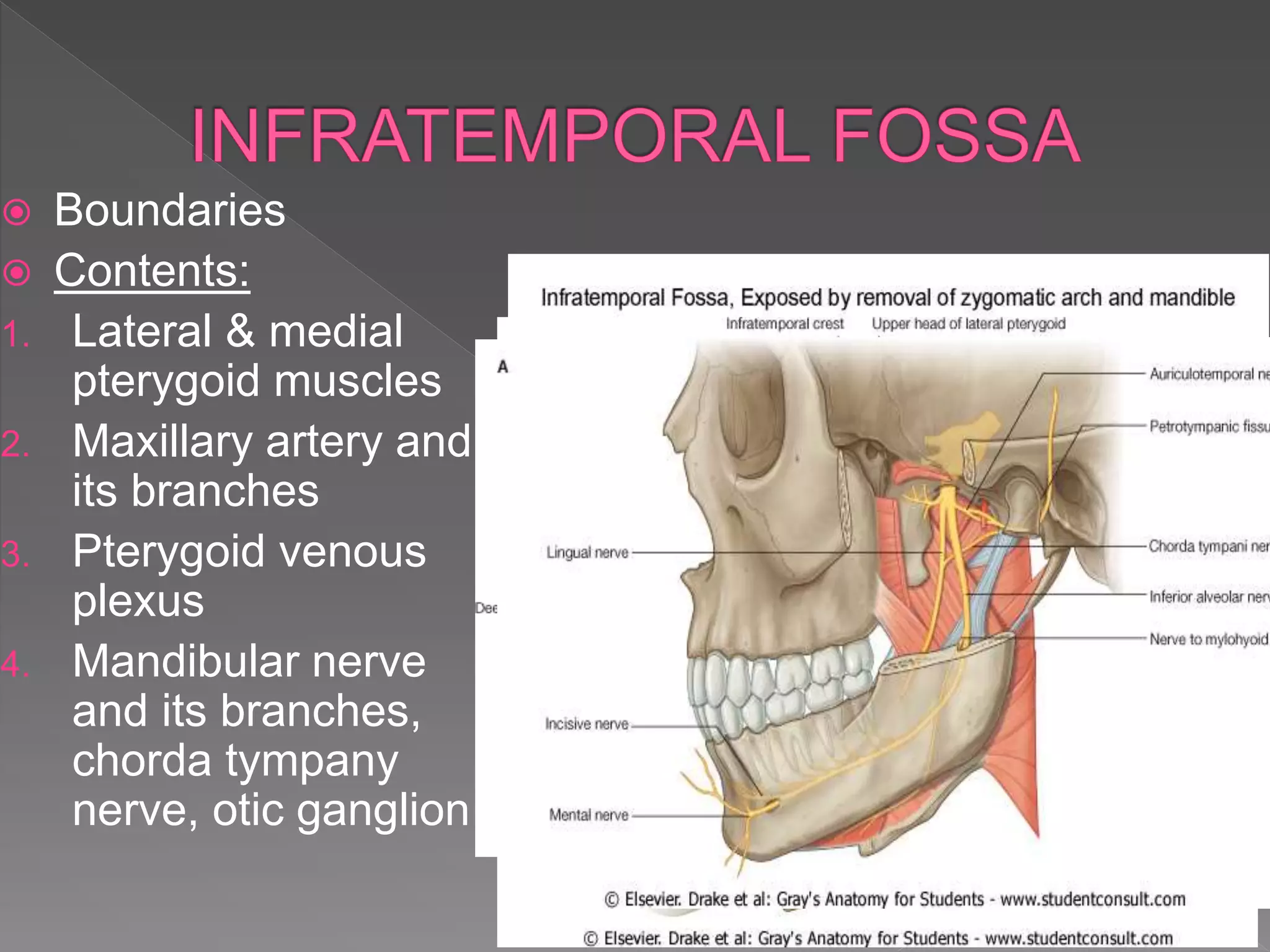 Muscles of mastication and maxillary artery | PPTX | Ear, Nose and ...