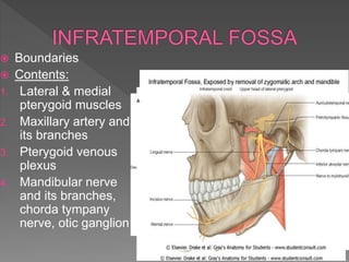 Muscles of mastication and maxillary artery | PPTX | Ear, Nose and ...