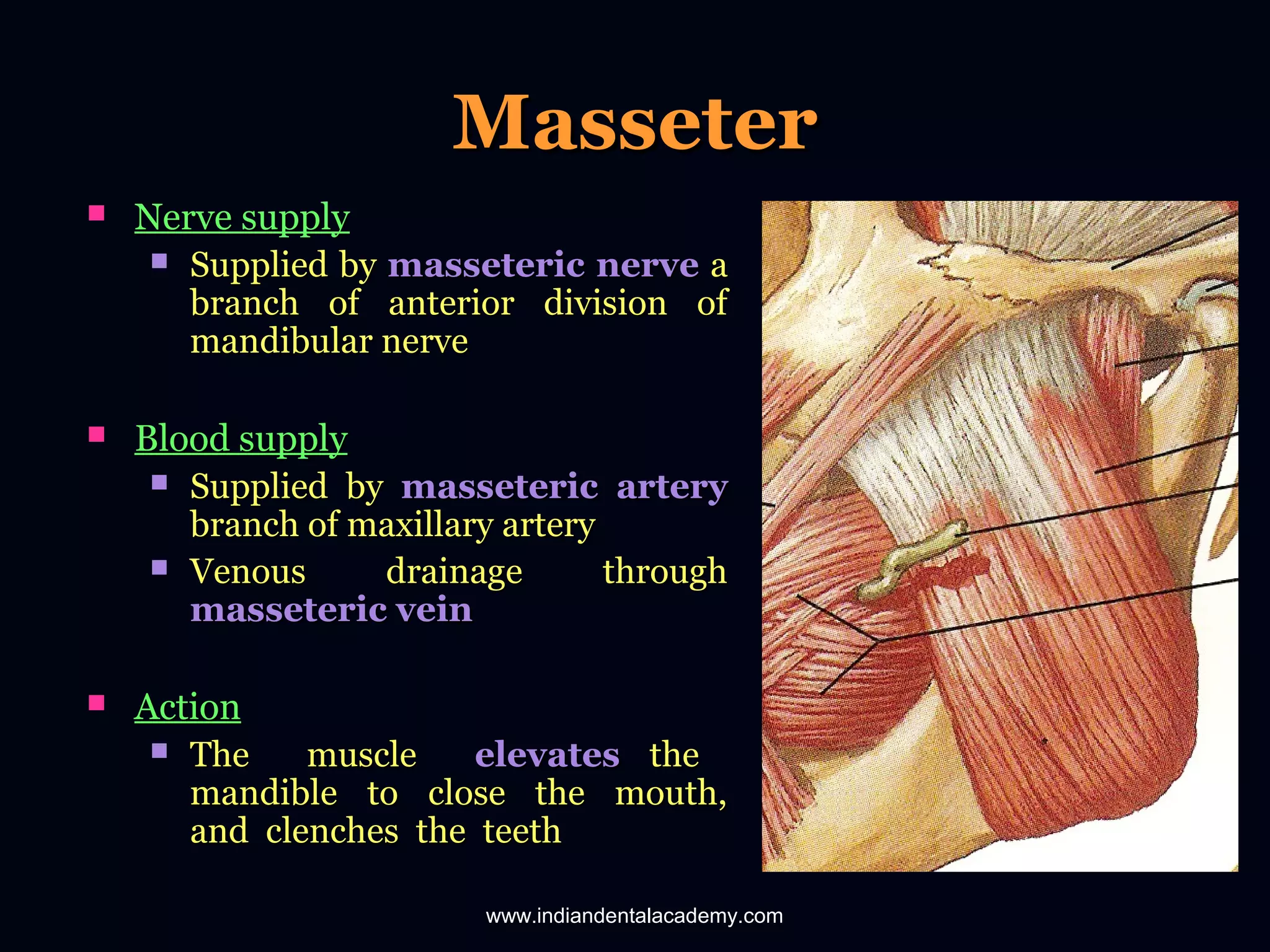 Muscles of mastication/prosthodontic courses | PPT