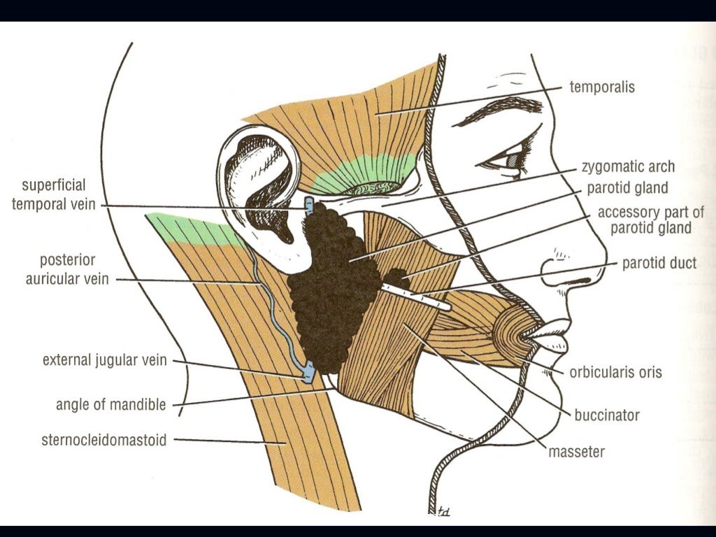Muscles of mastication/prosthodontic courses