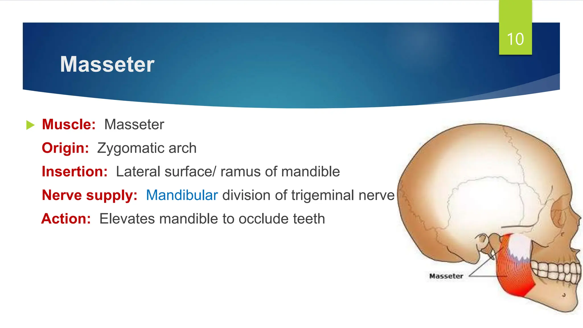 Muscles of Mastication by Dr. Rabia Inam Gandapore.pptx