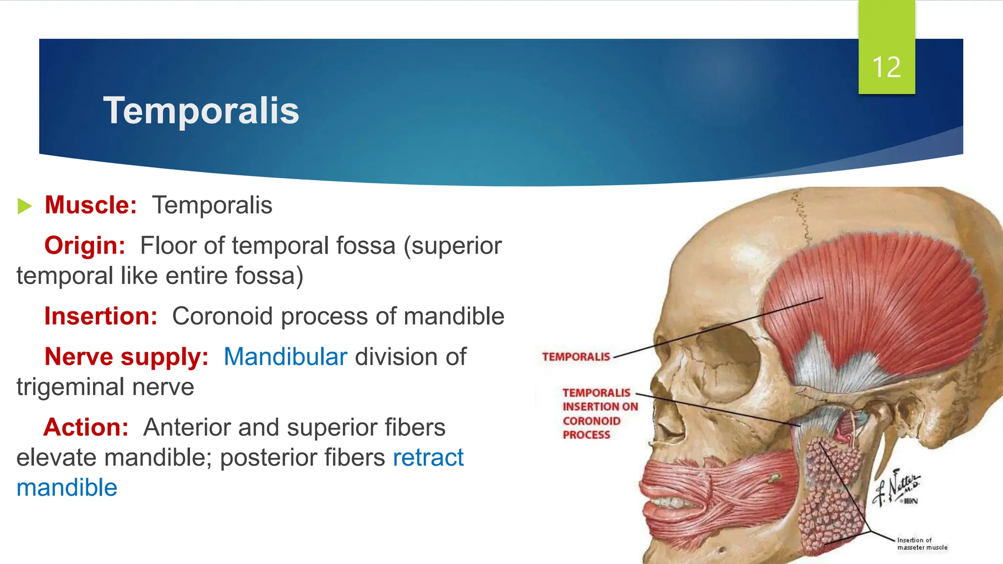 Muscles of Mastication by Dr. Rabia Inam Gandapore.pptx