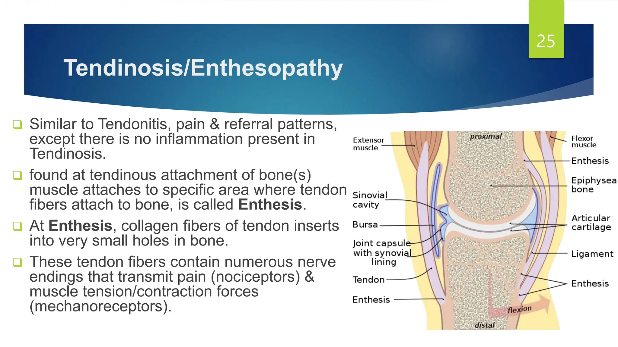 Muscles of Mastication by Dr. Rabia Inam Gandapore.pptx