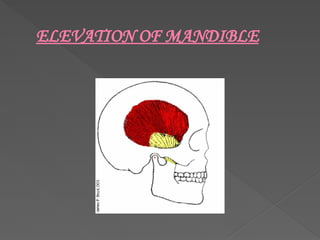 muscles of mastication class.presentation | PPTX