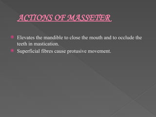 muscles of mastication class.presentation | PPT